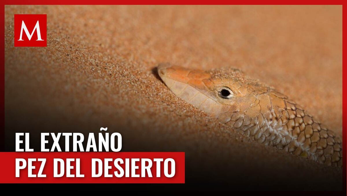 El pez de las arenas es un fascinante animal que vive en el desierto ...