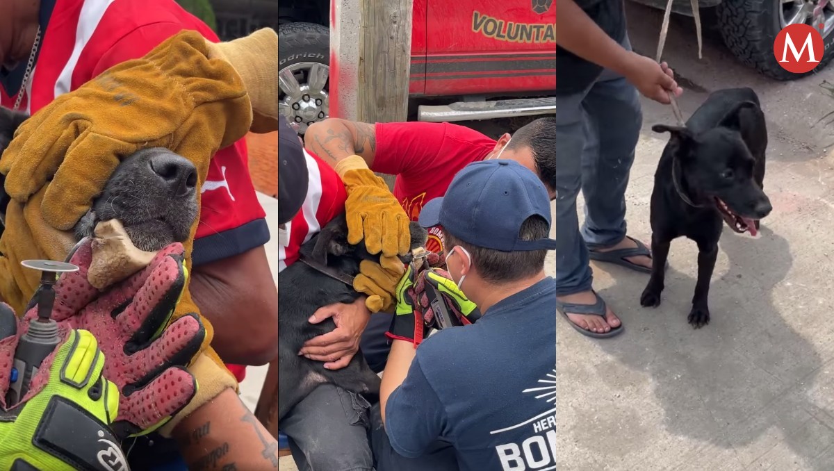 Bomberos rescatan a perrita con hueso atorado en hocico en Altamira ...