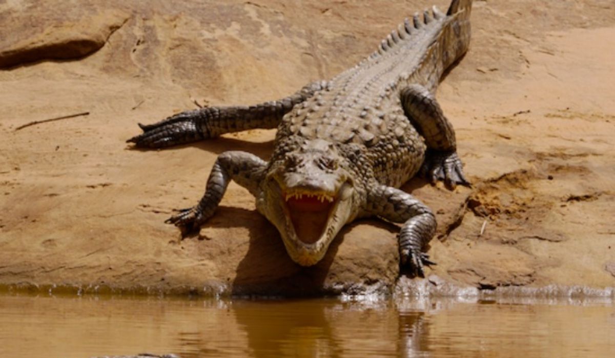 'Nuestro mundo lleno de vida', el nuevo documental de Netflix- Grupo ...