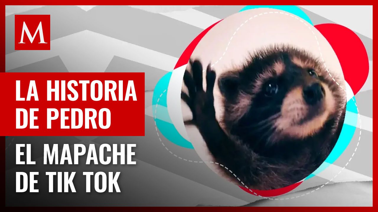El origen del mapache Pedro. Video viral en TikTok - Grupo Milenio