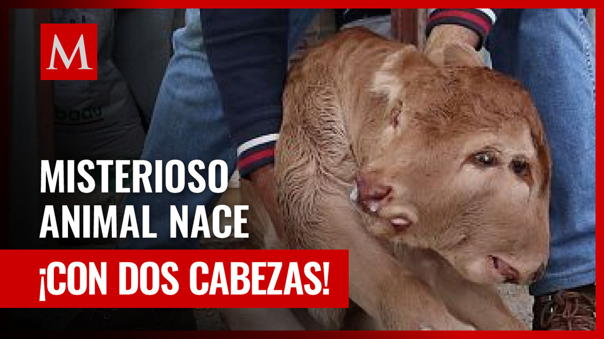 Ternero sorprende a ganaderos en España con su peculiaridad- Grupo Milenio