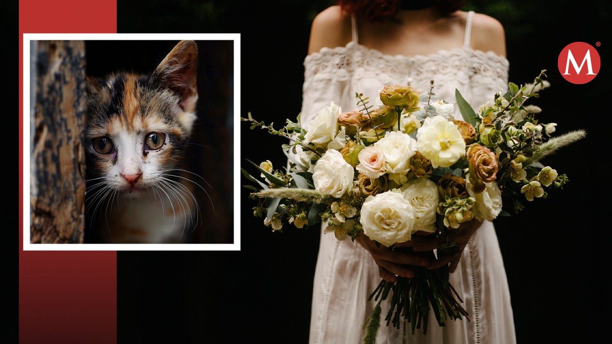 Novia cancela boda porque su prometido abandonó a su gato- Grupo Milenio
