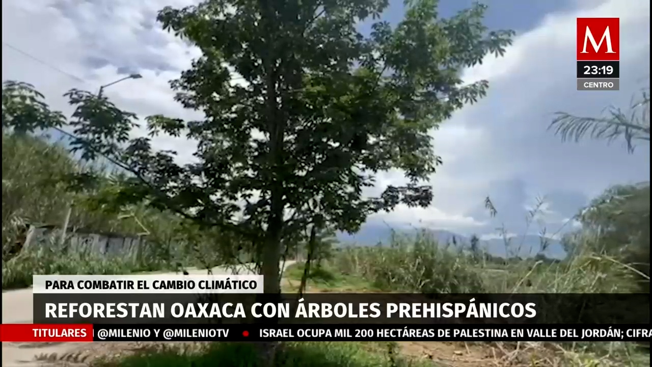 Nuevo proyecto de reforestación en Oaxaca- Grupo Milenio