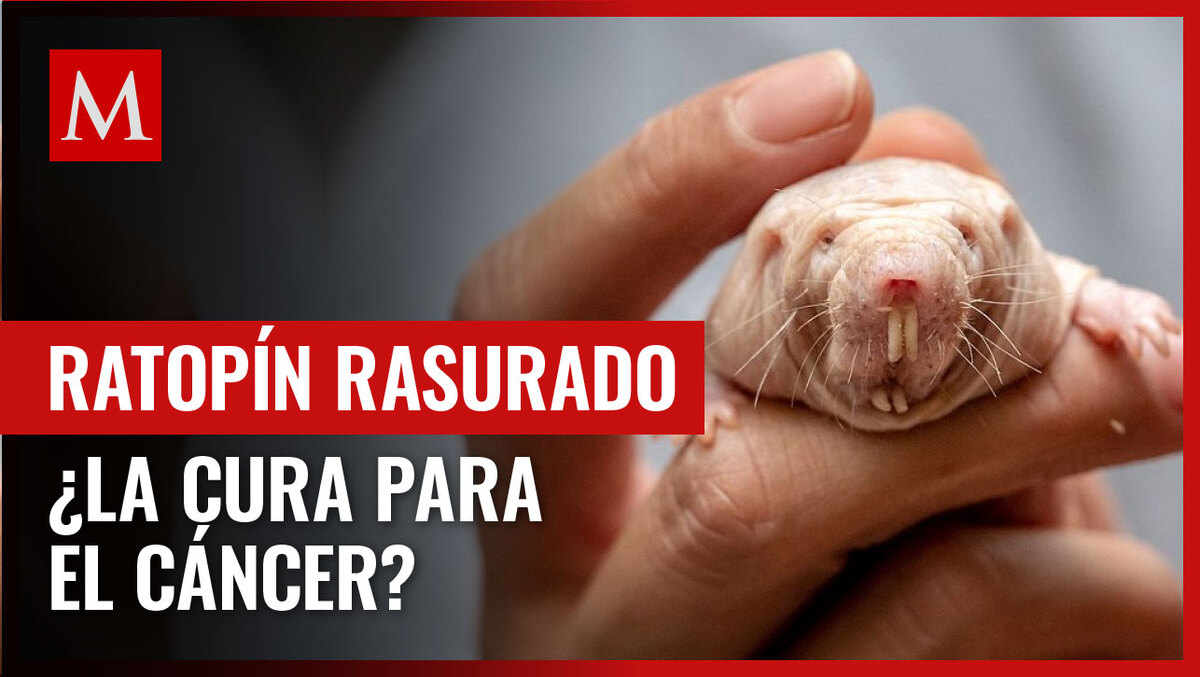 Por qué NO tirar en el banco el recibo impreso en el cajero- Grupo Milenio