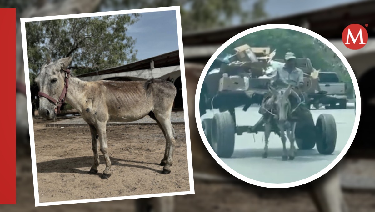 Burrito rescatado en Tamaulipas ahora vivirá libre en refugio- Grupo ...