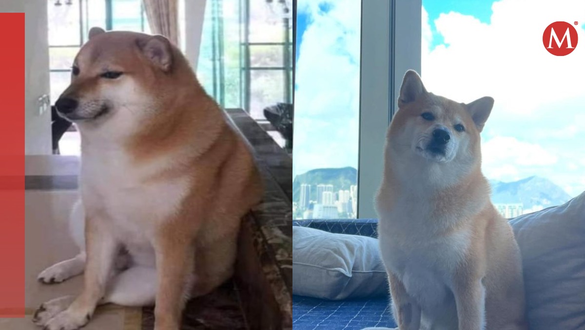 Se cumple un año de la muerte de perrito Cheems- Grupo Milenio