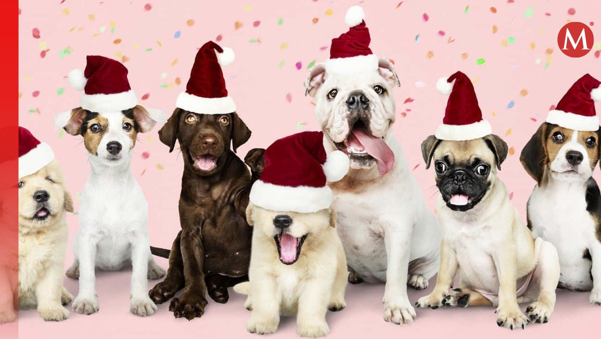 Posada para perritos se vuelve viral; rompieron una piñata- Grupo Milenio