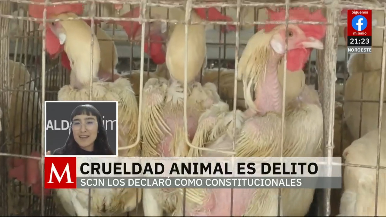Crueldad animal es un delito: Isabel Franco- Grupo Milenio