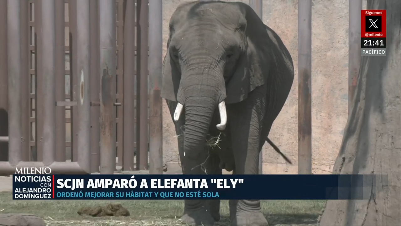 Corte ampara a elefanta Ely; ordena al gobierno garantizar su bienestar ...