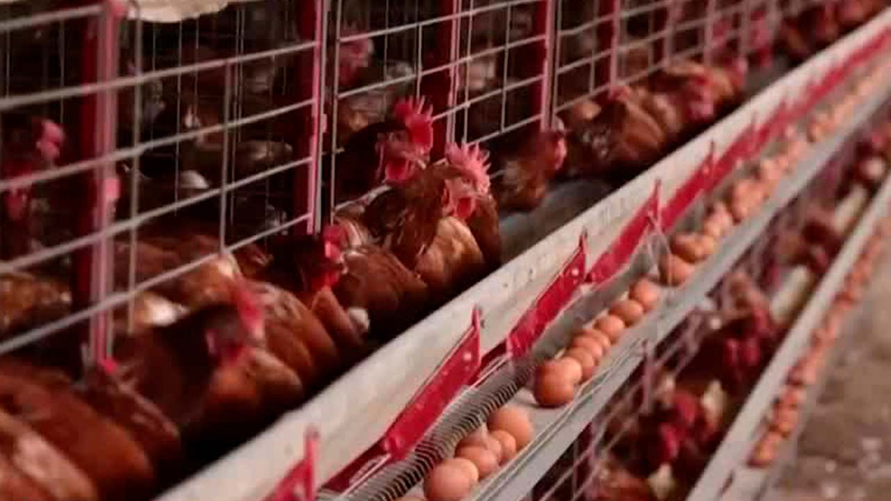 Salud NL se suma a indagatoria por virus de influenza aviar AH7N3 ...