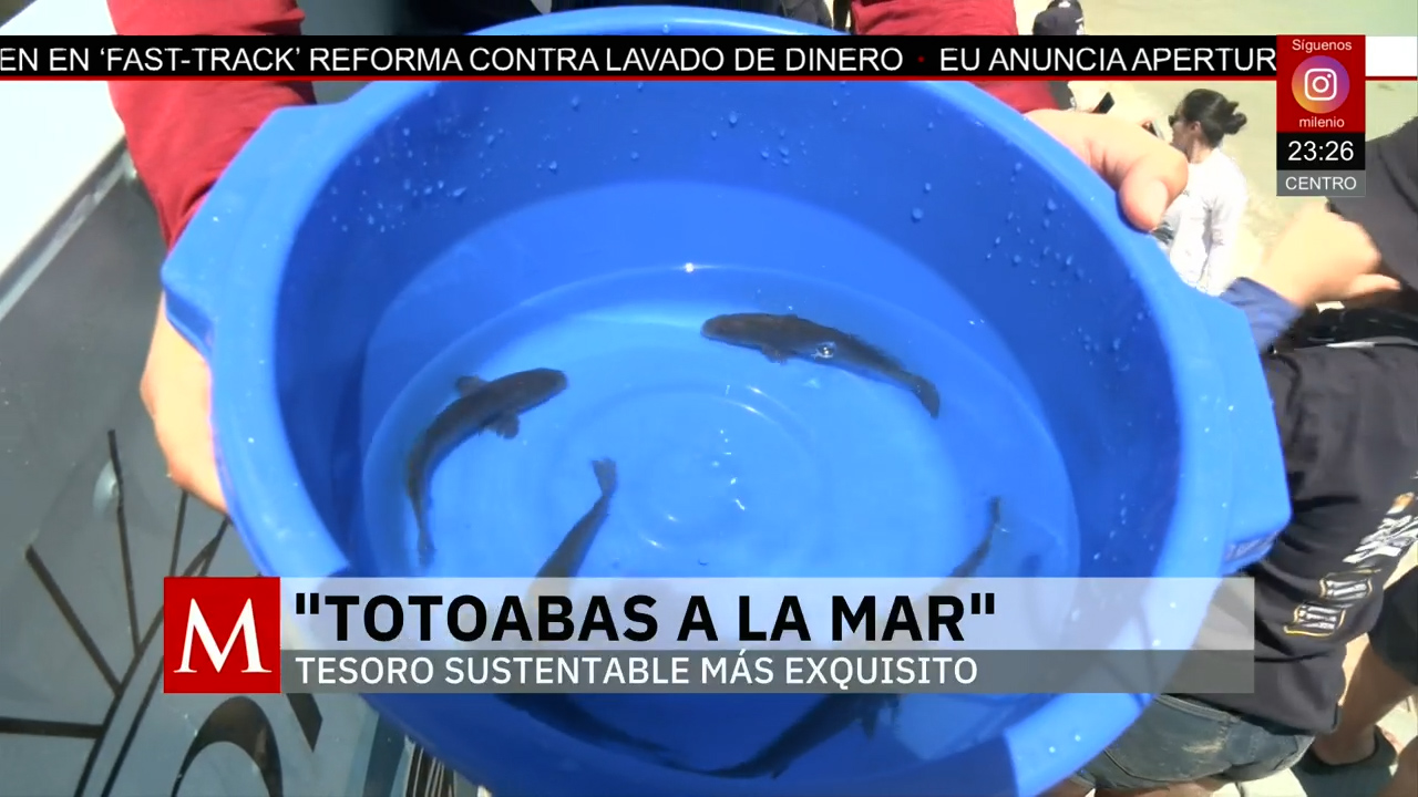 Se cumplen 10 años del programa Totoabas a la mar- Grupo Milenio