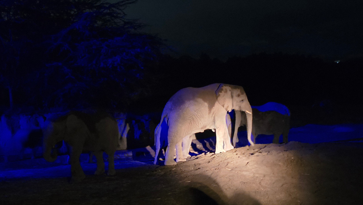 Africam. Precio y recorrido de Moon Safari en Puebla- Grupo Milenio