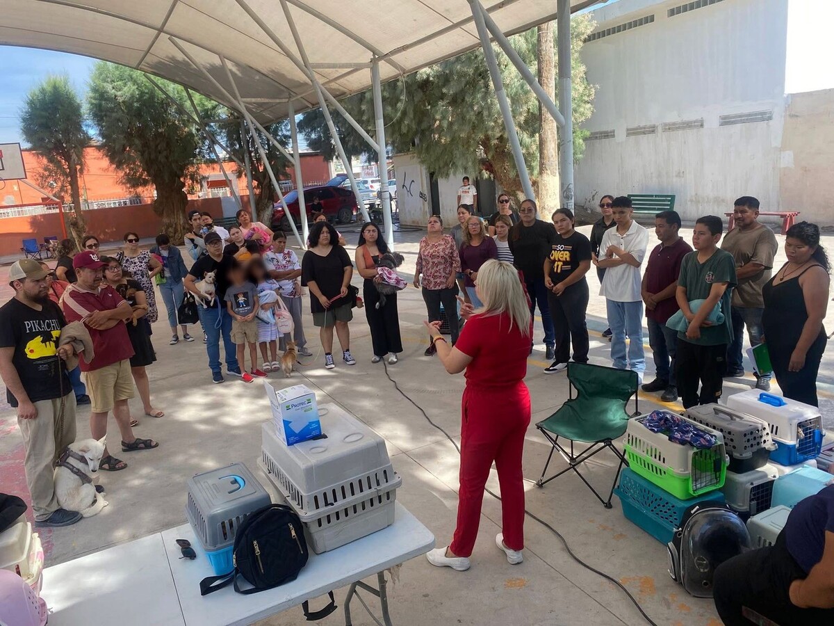 Torreón: reforzarán campañas de esterilización y cuidado animal- Grupo ...