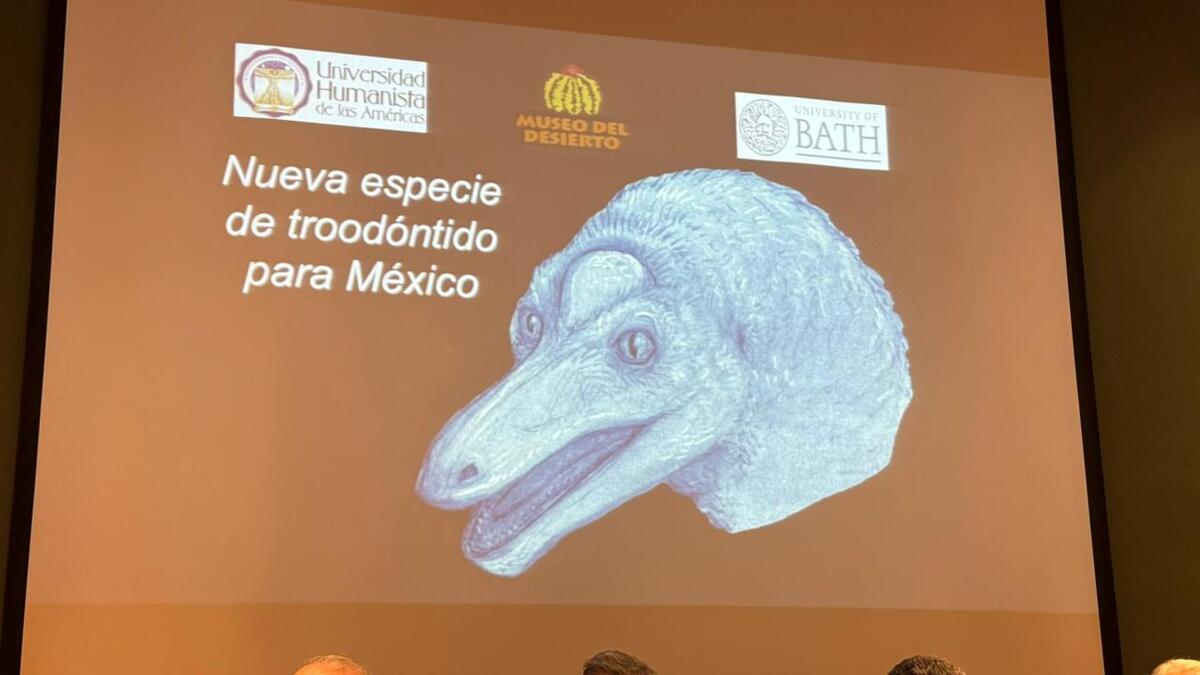 Descubren a nuevo dinosaurio en Coahuila: el Xenovenator espinosai ...