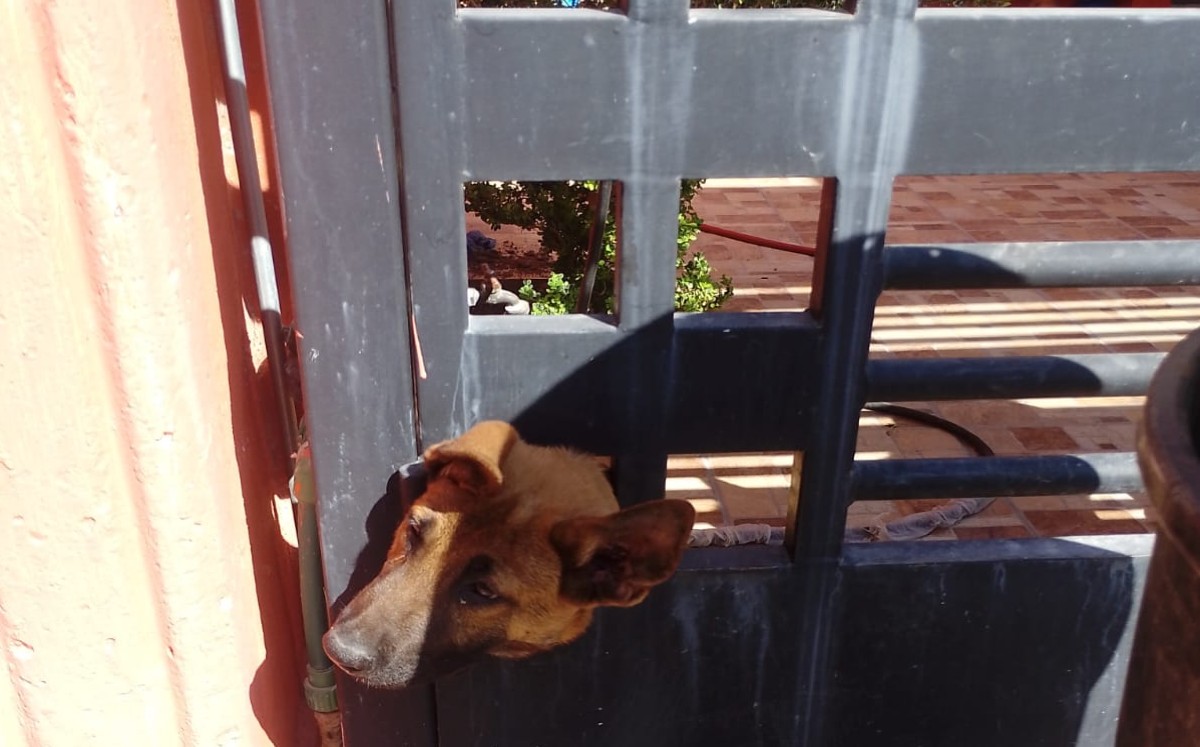 En Torreón, perrito atorado en barandal de una casa- Grupo Milenio