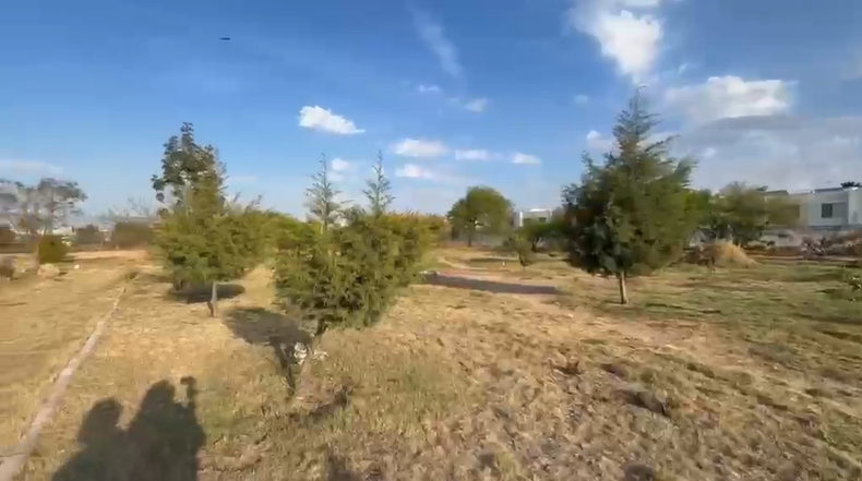Juez frena subasta de bosque urbano creado por vecinos en SLP- Grupo ...
