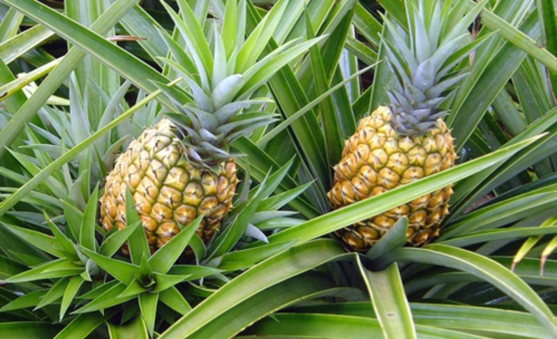 ¿Quieres comprar piña? Profeco te dice dónde puedes conseguirla barato ...