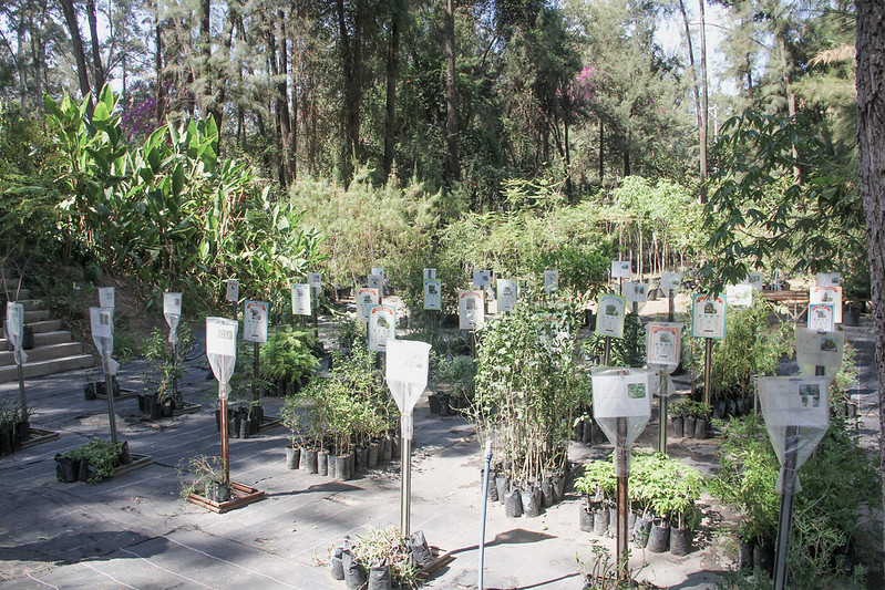 Bosque Urbano se integra como aliado del Comité GDL rumbo al Mundial ...